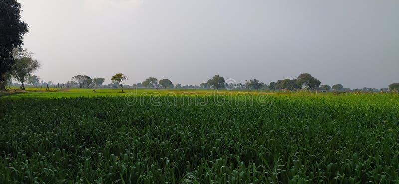 Indian Village Farm House with Tree Stock Image - Image of house ...