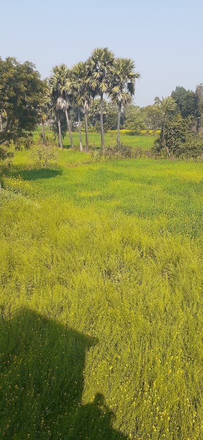 Indian Village Field, Agriculture, Khet Stock Image - Image of field ...