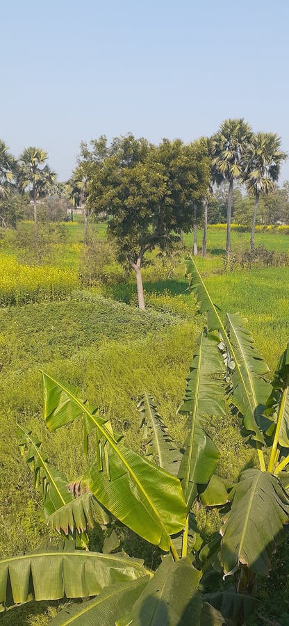 Indian Khet Stock Photos - Free & Royalty-Free Stock Photos from Dreamstime