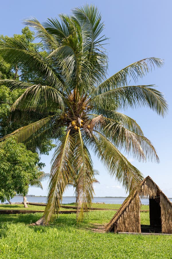 Indian Village Guam. Palm Tree and Palm Leaf Hut Stock Photo - Image of ...