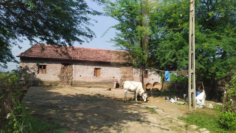 Indian village home stock image. Image of cottage, backyard - 199668715