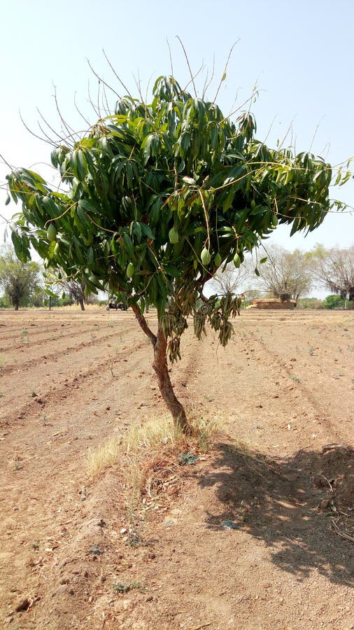 Mango Tree Village In India Stock Photo - Image of village, plant ...