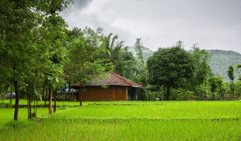 1,277 Paddy Fields Indian Village Stock Photos - Free & Royalty-Free ...