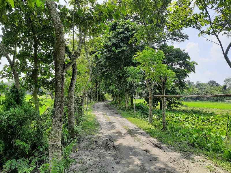 An Indian Village Path with Wooden Trees,corn Fields Bothside Stock ...