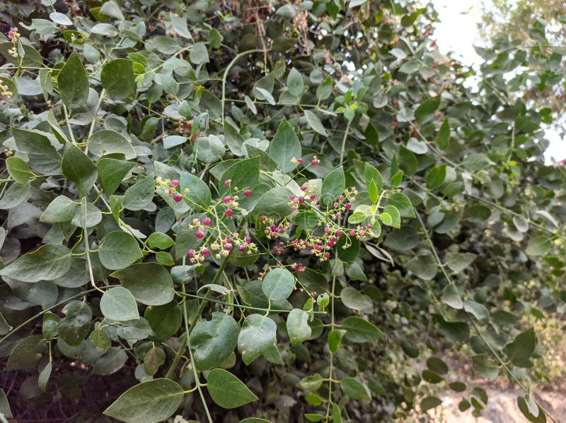 Ripe Red Pilu Fruits and Leaves Tree Stock Image - Image of pilu ...