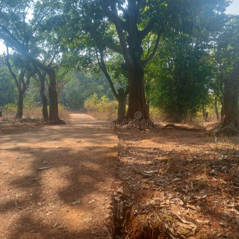 Indian village road view stock image. Image of wilderness - 267885433