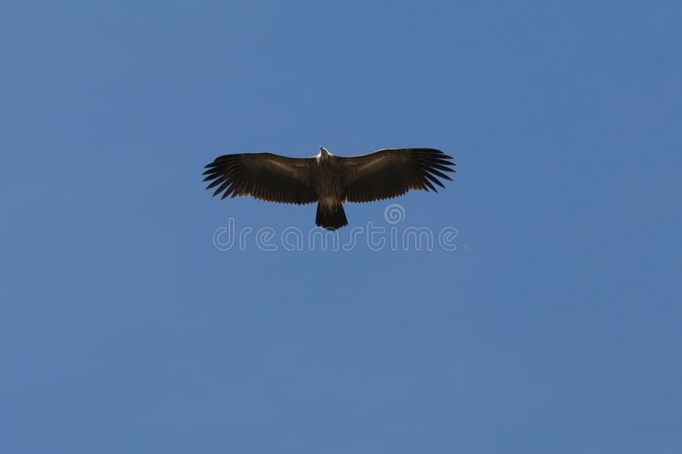 Indian Vulture in Flight in Himalayan Range Stock Image - Image of ...