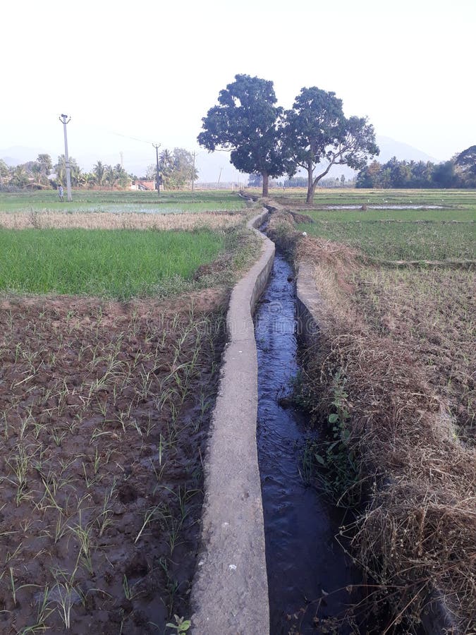 Indian Water Irrigation for Cultivation Stock Photo - Image of water ...