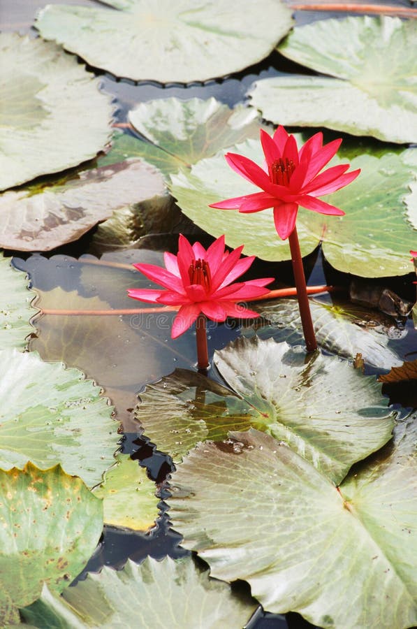 Indian Water Lily, Nymphaea Nouchali Burm, India Stock Photo - Image of burm, blossom: 348637616