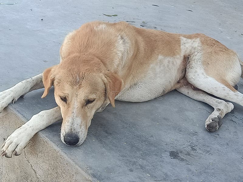 How Can I Help My Weak Puppy