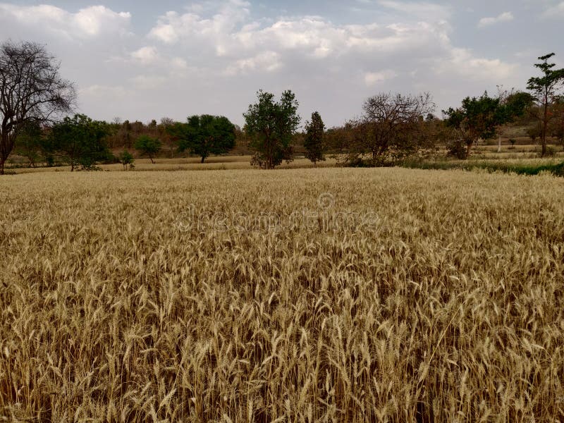 Indian Wheat field stock photo. Image of field, wheat - 183636482