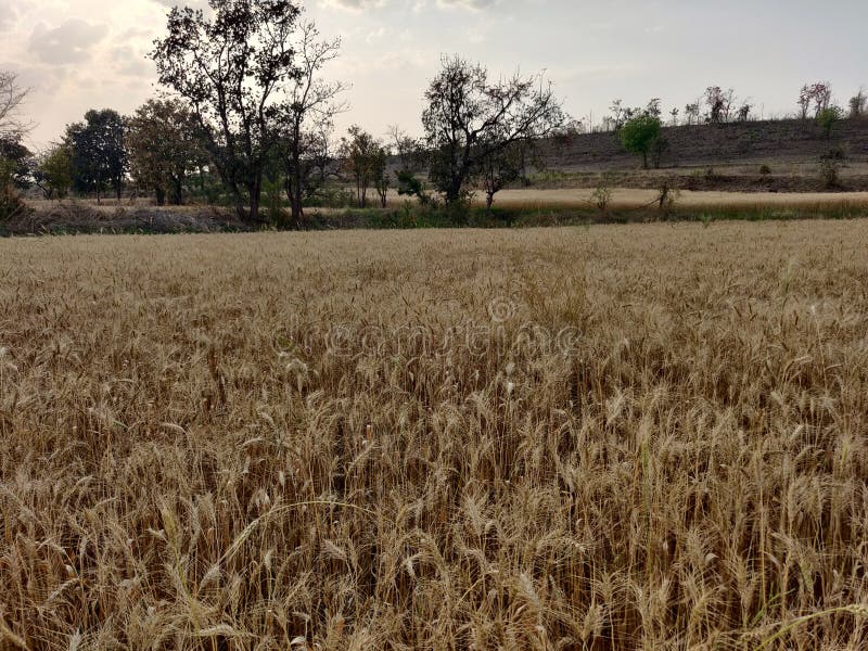 Indian Wheat Fields stock image. Image of grains, degrees - 9271165