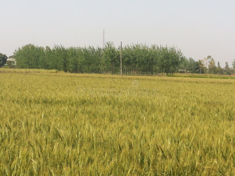 Indian Wheat Fields stock photo. Image of fields, punjab - 48805566