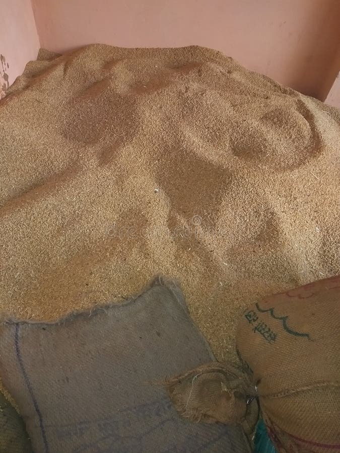 Indian Wheat Image in a Room Stock Photo - Image of room, bori: 187052012