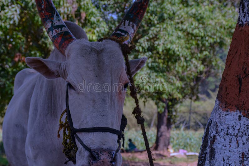 Picture of Indian White Bull is Resting Under Tree Stock Image - Image ...