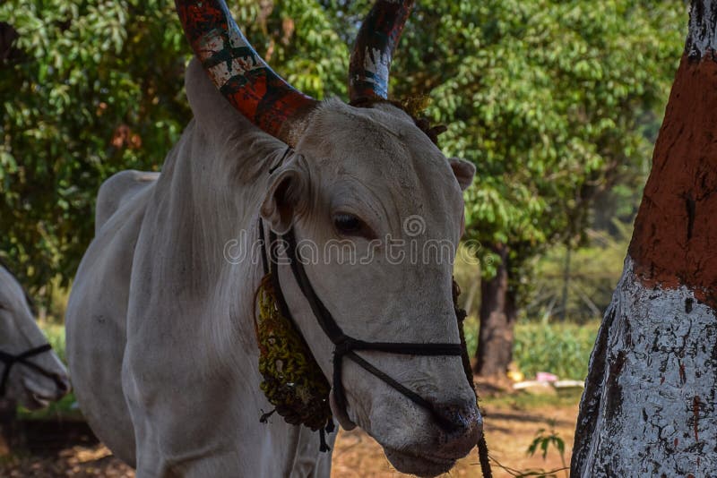 Indian White Color Bull Resting after Grazing in the Shade of the Tree ...