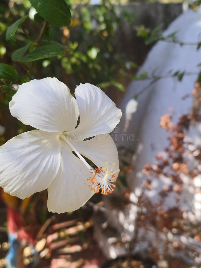 Indian White Hibiscus Flower Bloom Stock Photo - Image of hibiscus, flower: 342355094