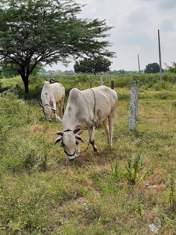 Indian White Ox or Bull Grazing Grass in Open Fields Stock Photo ...