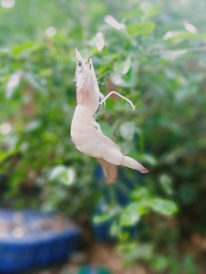Indian white shrimp stock photo. Image of grean, leafs - 179243610