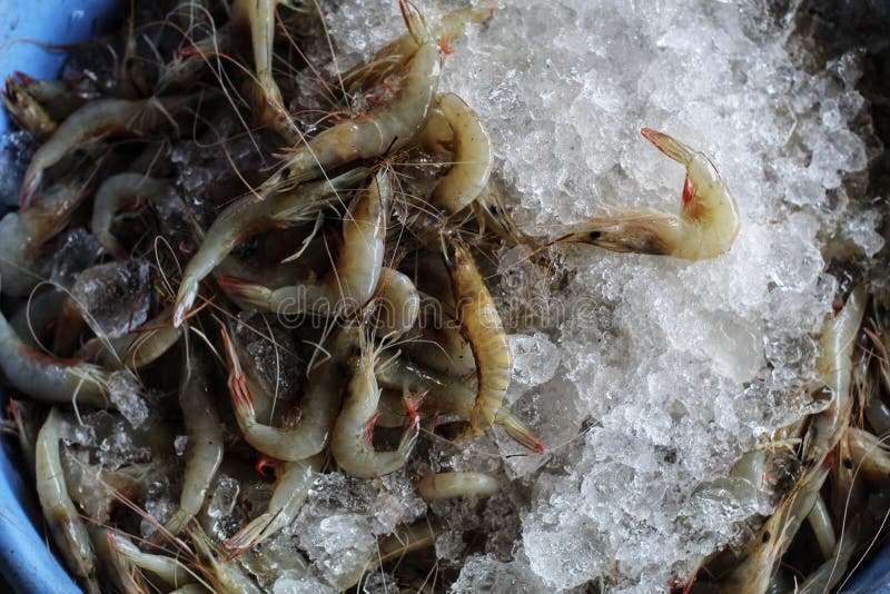 Indian White Shrimp Kantala in Ice for Sale Stock Image - Image of ...