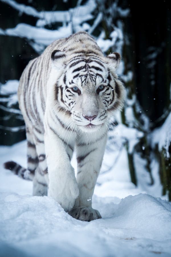Indian White Tiger in Winter while Walking Stock Image - Image of ...