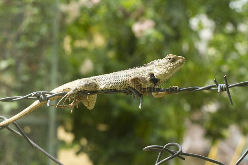 Indian Girgit or Garden Lizard or Chameleon on a Green Plant Looking at ...