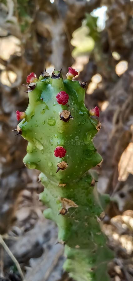 Indian wild cactus plant stock image. Image of leaf - 209497823