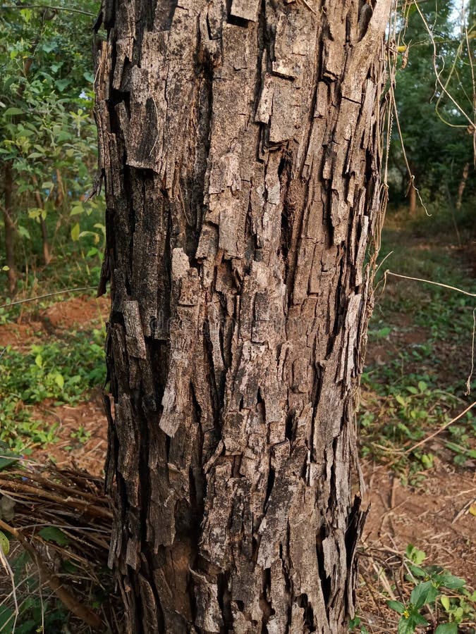 Indian Wild Catechu Tree Acacia Catechu Bark Stock Image - Image of ...