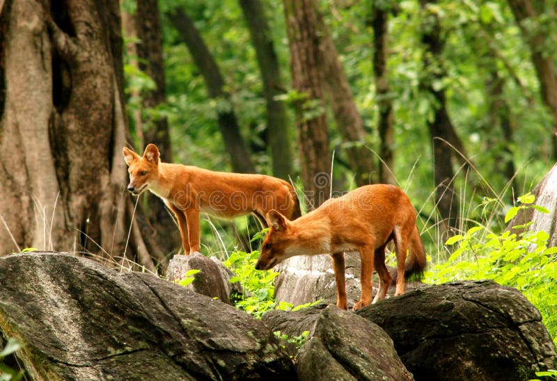 Indian wild dogs/Dhole stock photo. Image of dogs, pack - 3036946