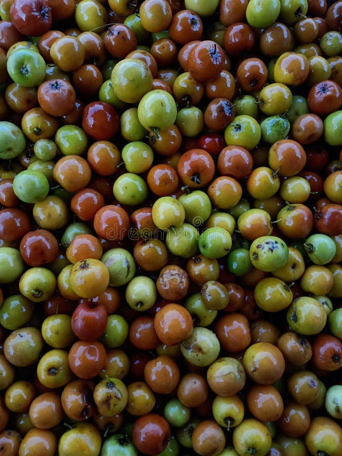 Indian Wild Fruits Karvand Tree Stock Image - Image of nature, fruit ...