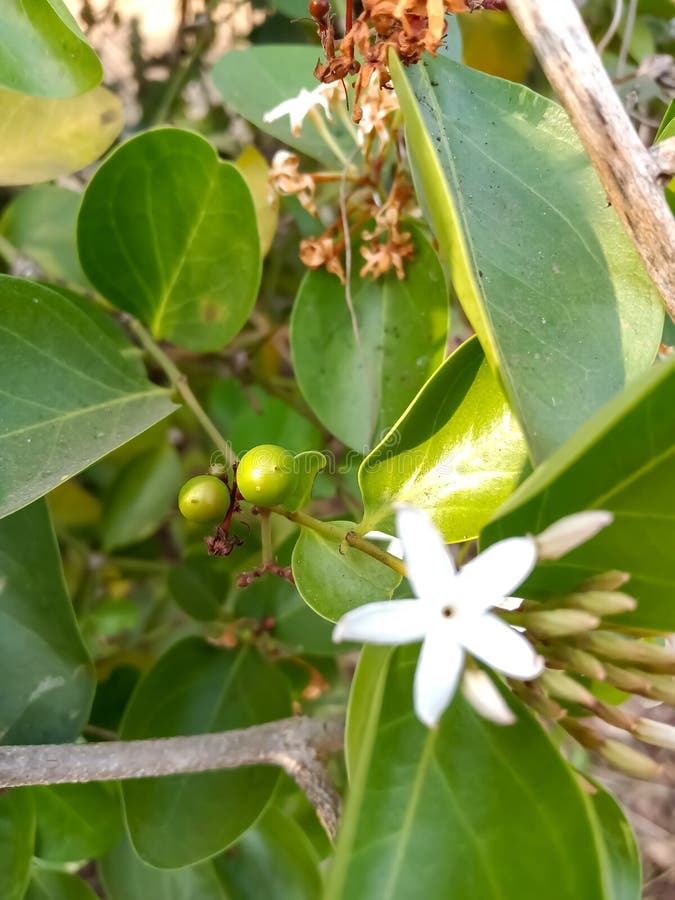 Indian Wild Fruits Karvand Tree Stock Image - Image of flower, green ...
