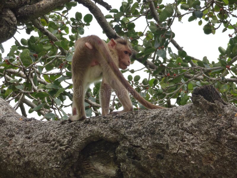 Indian Wild Life Animals Monkey in the Jungle Stock Photo - Image of ...