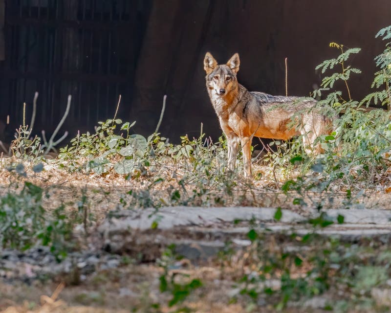 A Indian Wolf Looking into Camera Stock Image - Image of animal, gold ...