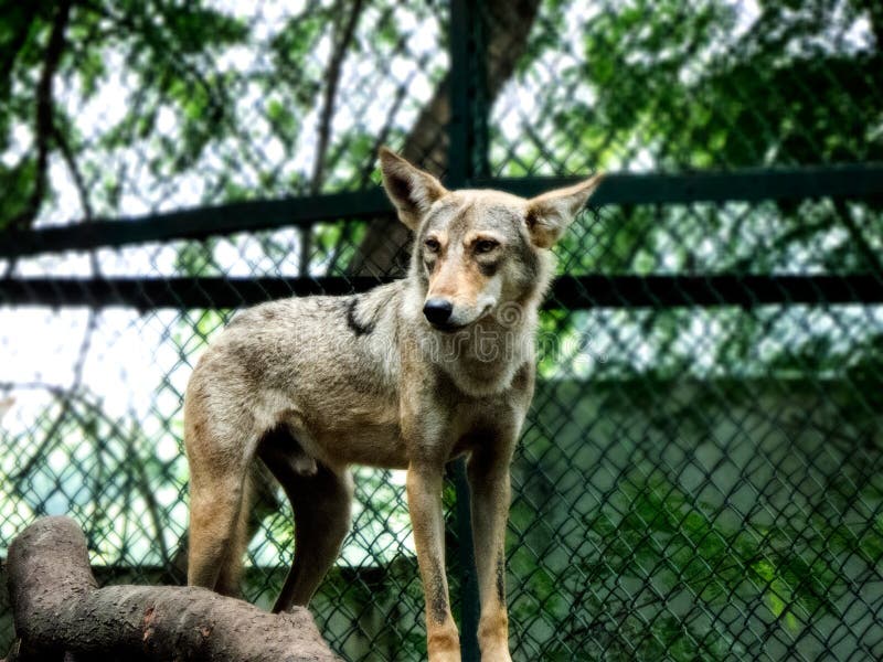 Indian Wolf Standing stock photo. Image of head, beautiful - 126394654