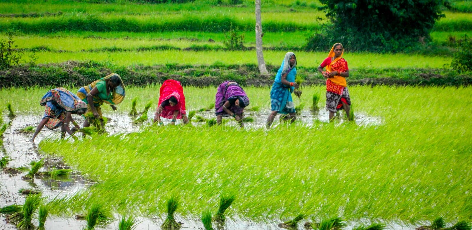 Indian Field in My Village with the River Editorial Photography - Image ...