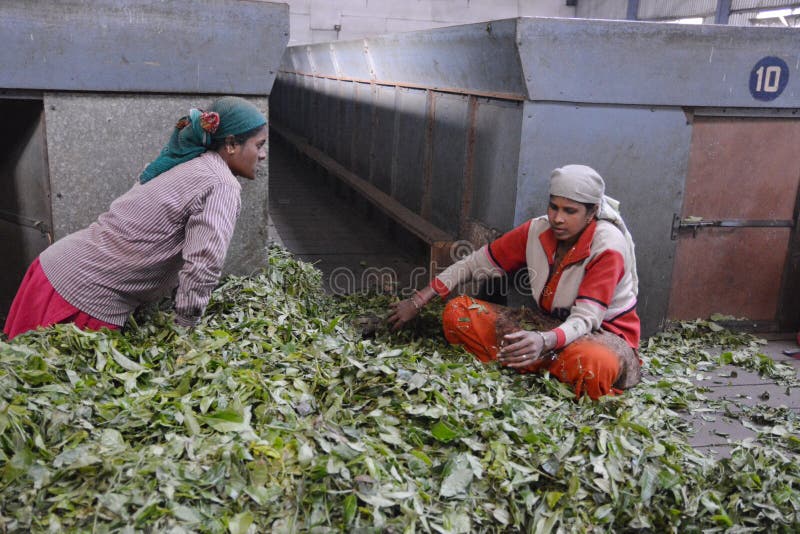 Indian Women Sorting Tea Leaves Editorial Photography - Image of ...