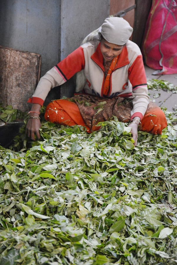Indian Women Sorting Tea Leaves Editorial Stock Image - Image of ...
