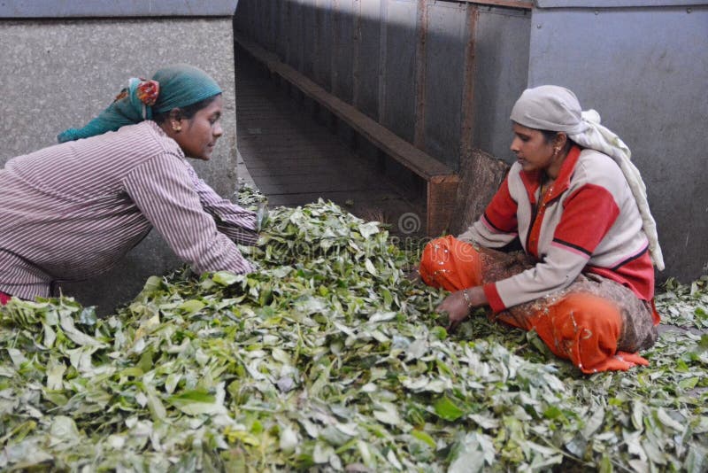 253 Tea Sorting Stock Photos - Free & Royalty-Free Stock Photos from ...