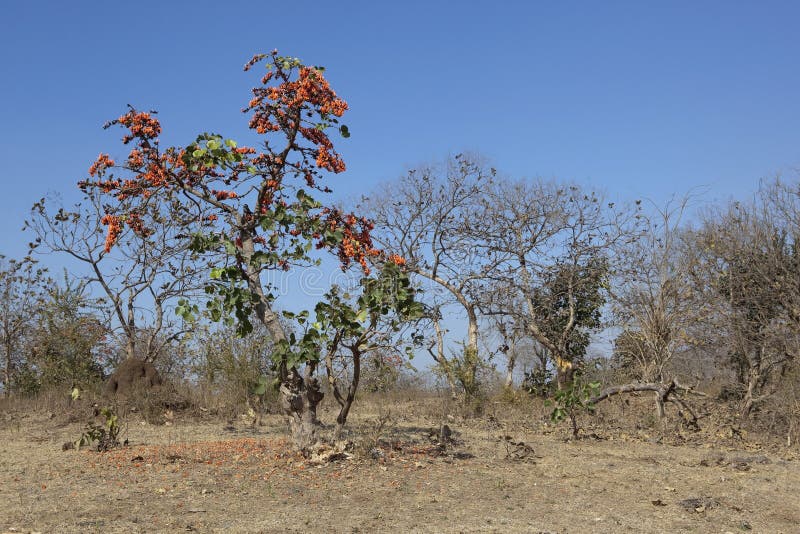 Indian woodland stock photo. Image of flora, parrott - 23745098