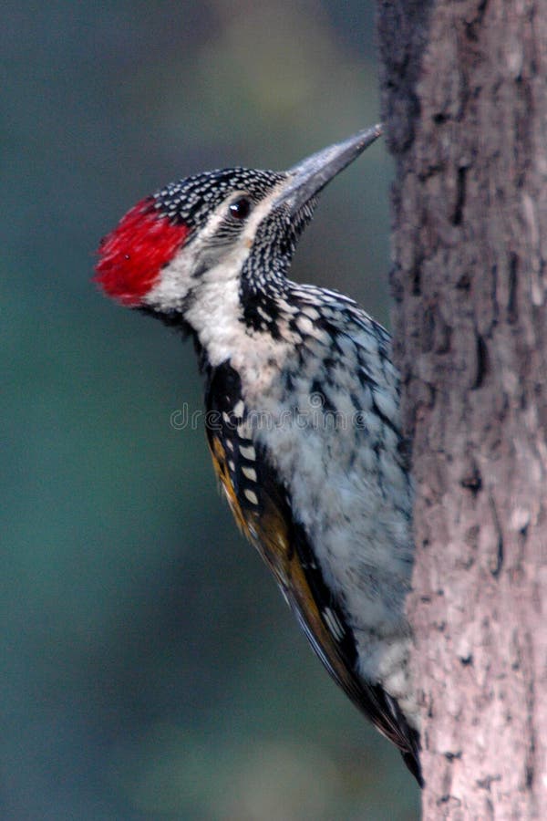 Indian Woodpecker Near Its Hole on a Tree Trunk Stock Photo - Image of ...