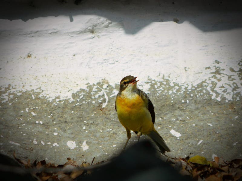 Indian yellow brown bird stock image. Image of waterbird - 256832127