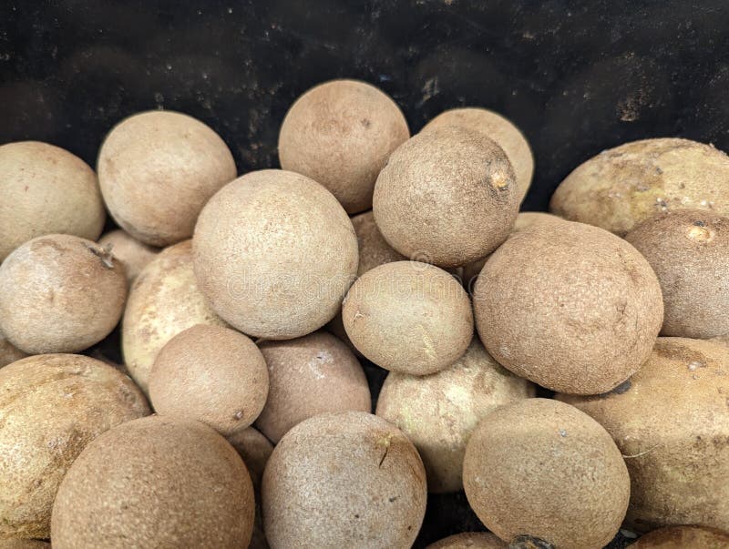 Indian Yummy Tropical Fruit Sapota or Chikoo Stock Image - Image of ...