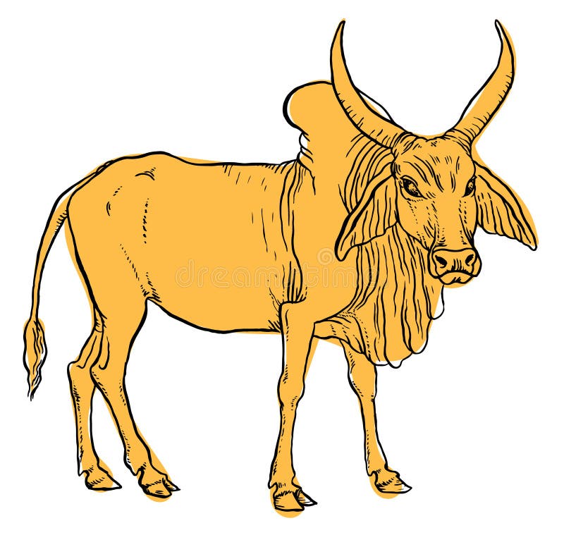 Zebu Stock Illustrations – 319 Zebu Stock Illustrations, Vectors ...