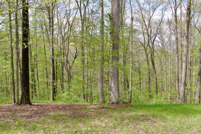 Indiana-Brown-County-Forest_847753.CR2 Stock Image - Image of trees ...