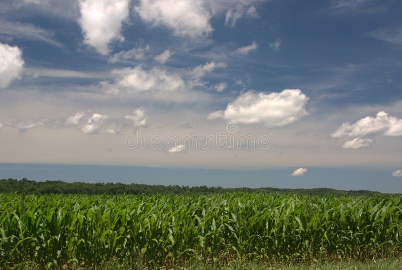 Indiana Corn stock photo. Image of clouds, farm, blue - 5699634