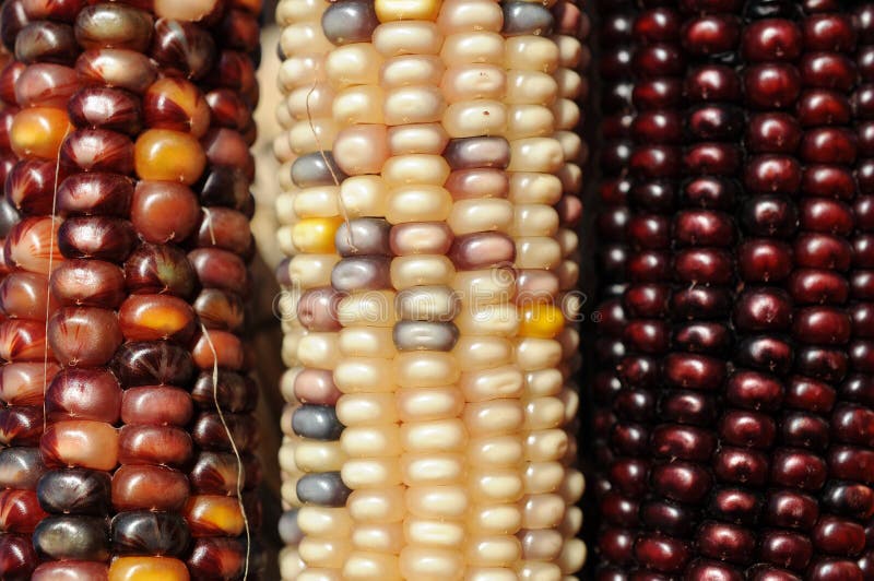 Indiana corn bunch stock photo. Image of indiana, fall - 34309294