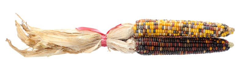 Indiana corn bunch stock photo. Image of color, harvest - 33423172