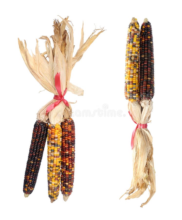 Indiana corn bunch stock photo. Image of indiana, fall - 34309294
