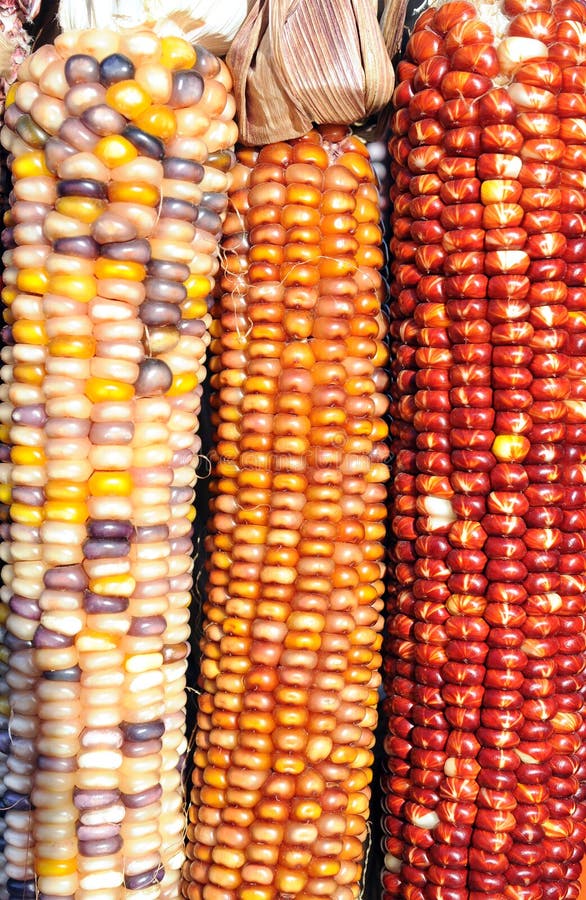 Indiana corn stock photo. Image of brown, fall, pattern - 31337028