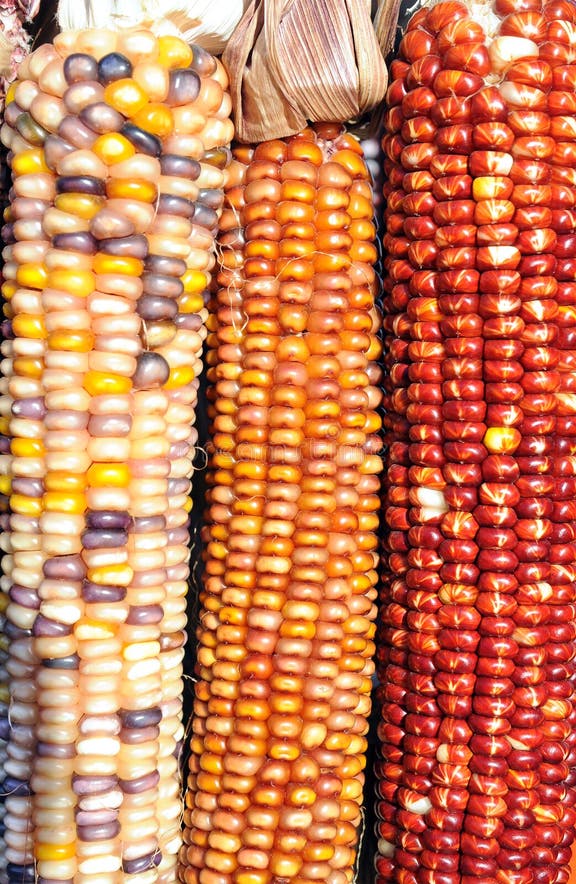 Indiana corn stock photo. Image of brown, fall, pattern - 31337028